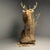 Life-Size Taxidermy Full Body Deer on Faux ConcreteBase, Barasingha ...