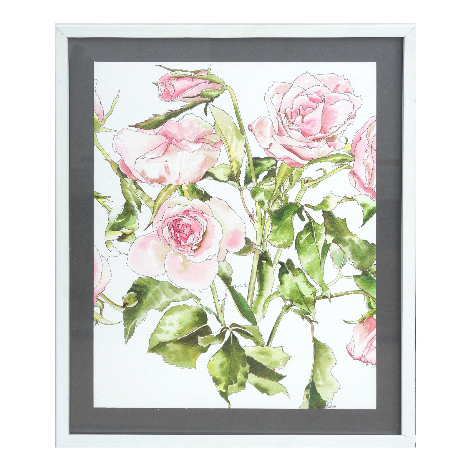 Light Pink Roses - Botanical Study by Deborah Eddy | Chairish