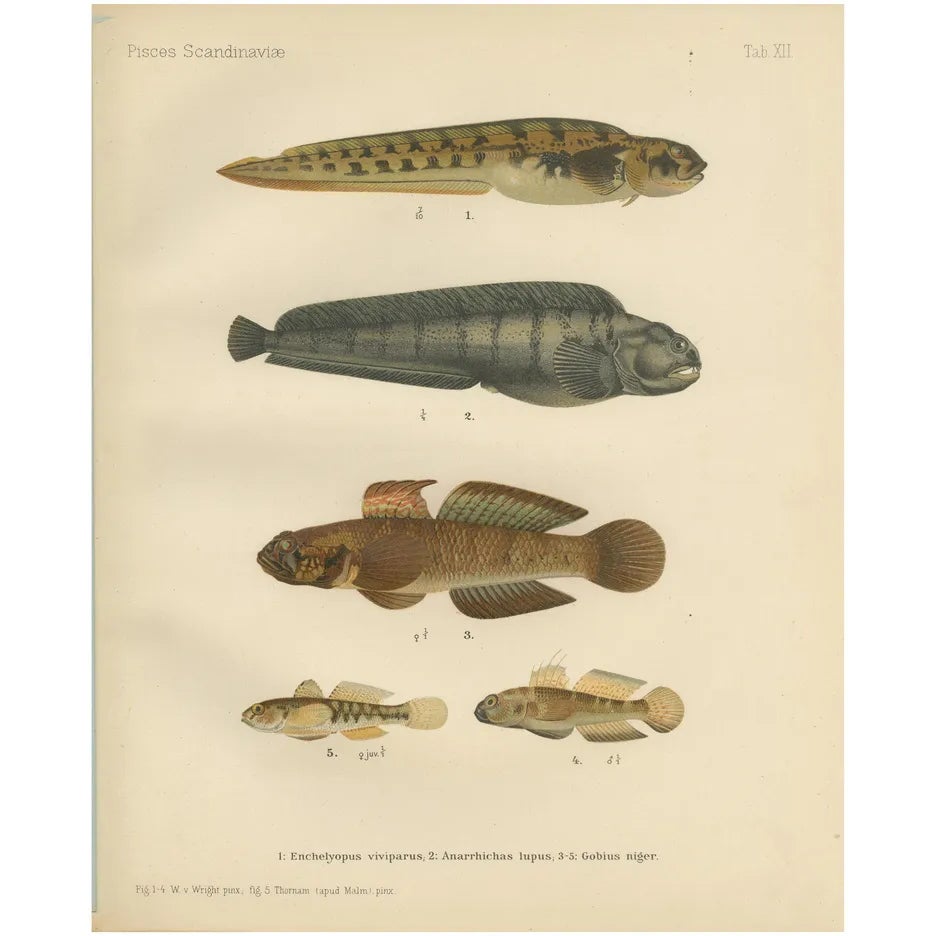 Viviparous Blenny and Wolf Fish and Black Goby, 1895, Paper | Chairish
