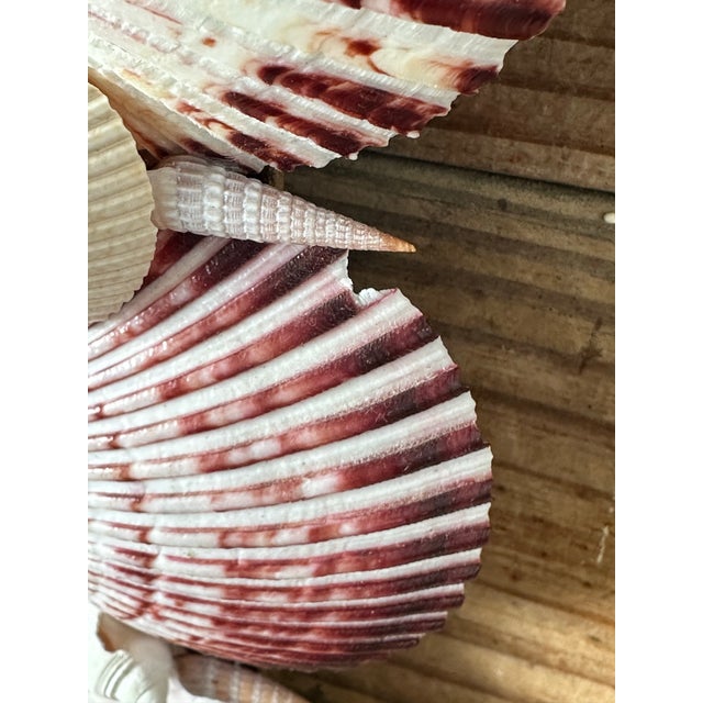 Coastal Handmade Pink Scallop Seashell Wall Mirror | Chairish