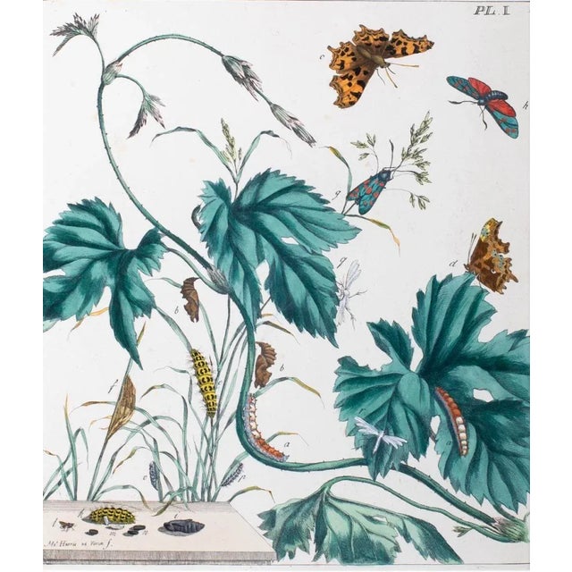 Rare Moses Harris Hand Colored Butterfly Engravings- a Pair | Chairish