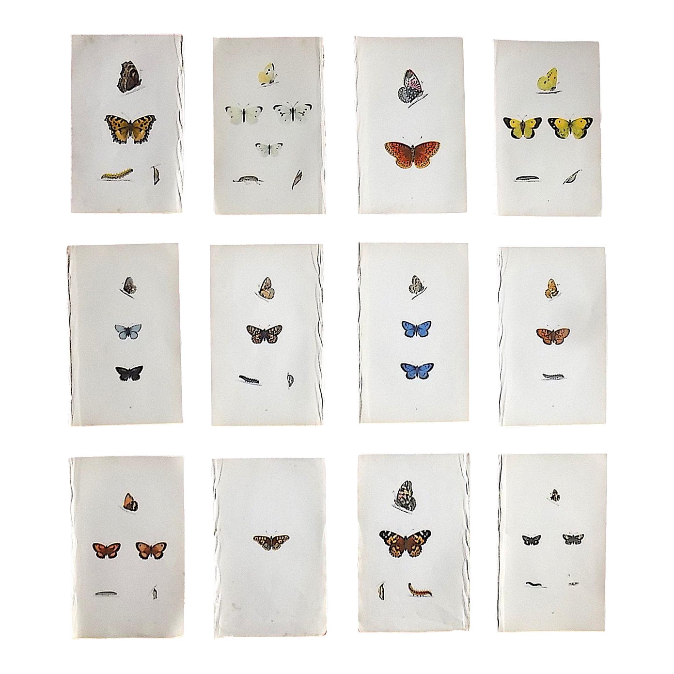 Antique 19th Century Hand Colored Butterfly Lithographs - Set of 12 ...