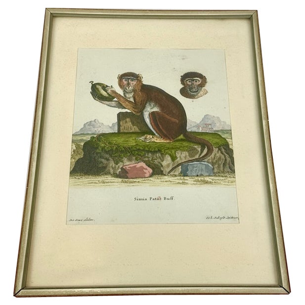 Johan Sebastian Leitner, Monkey, 1775, Copperplate Engraving | Chairish