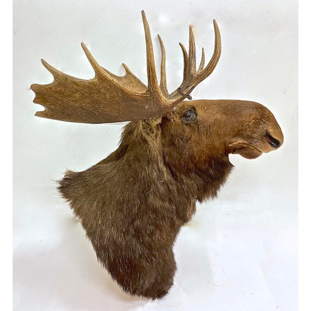 Antique North American Moose Shoulder Mount | Chairish