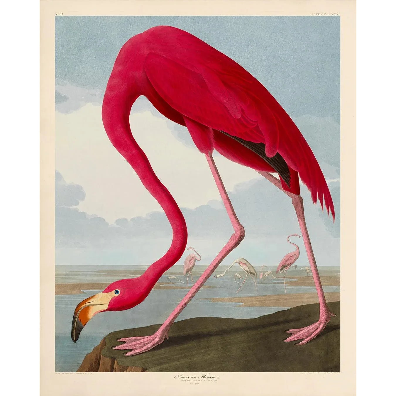 Audubon American Flamingo Poster | Chairish