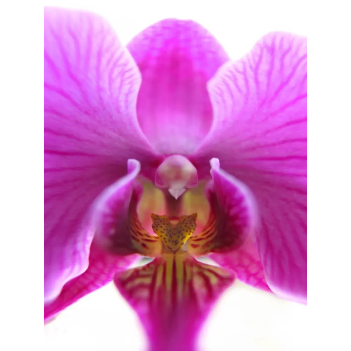 Botanical Photograph - "Alien Orchid" | Chairish