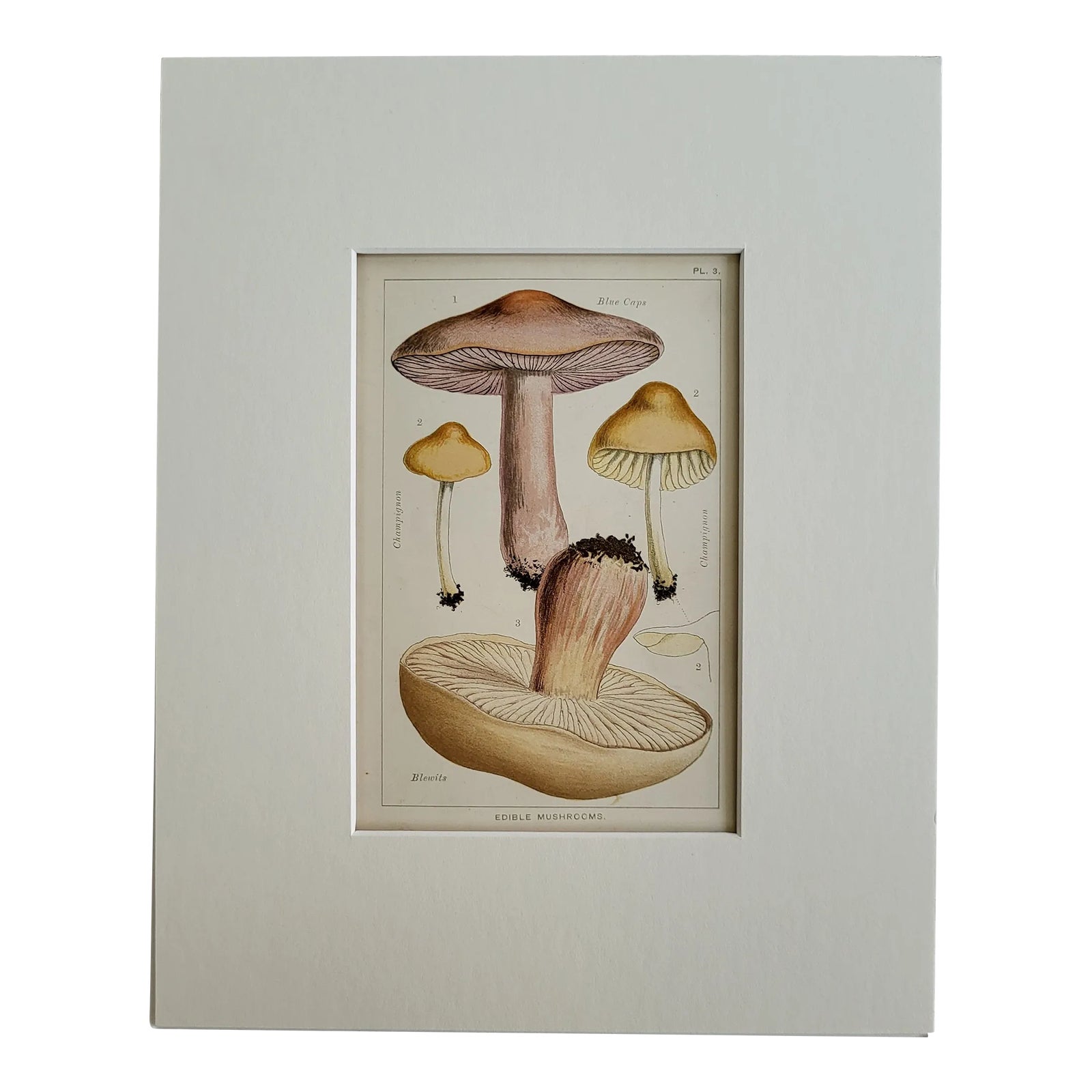 1894 Color Lithograph of Champignon, Blewits & Blue Caps Edible ...