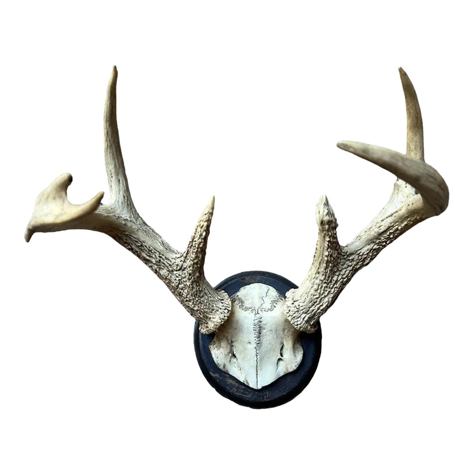 Late 19th Century Antler Trophy Plaque Antlers | Chairish