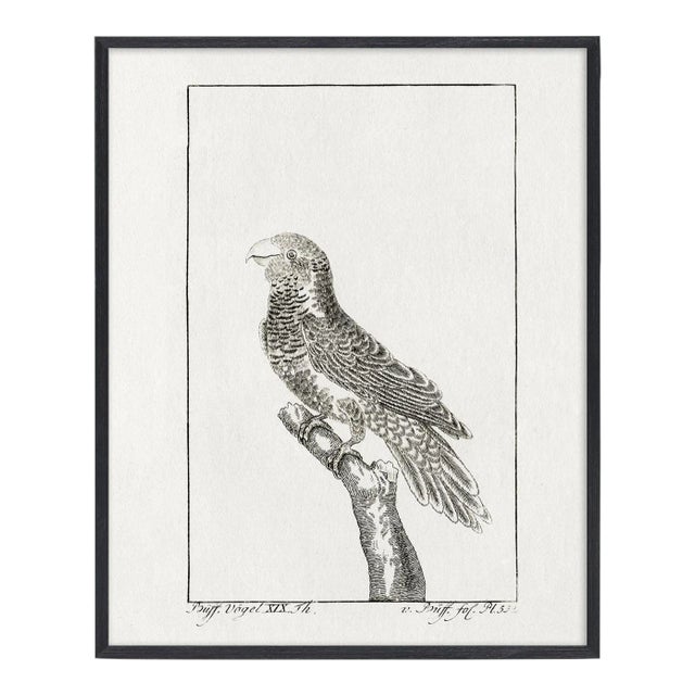 Black and White Bird Etching Print | Chairish