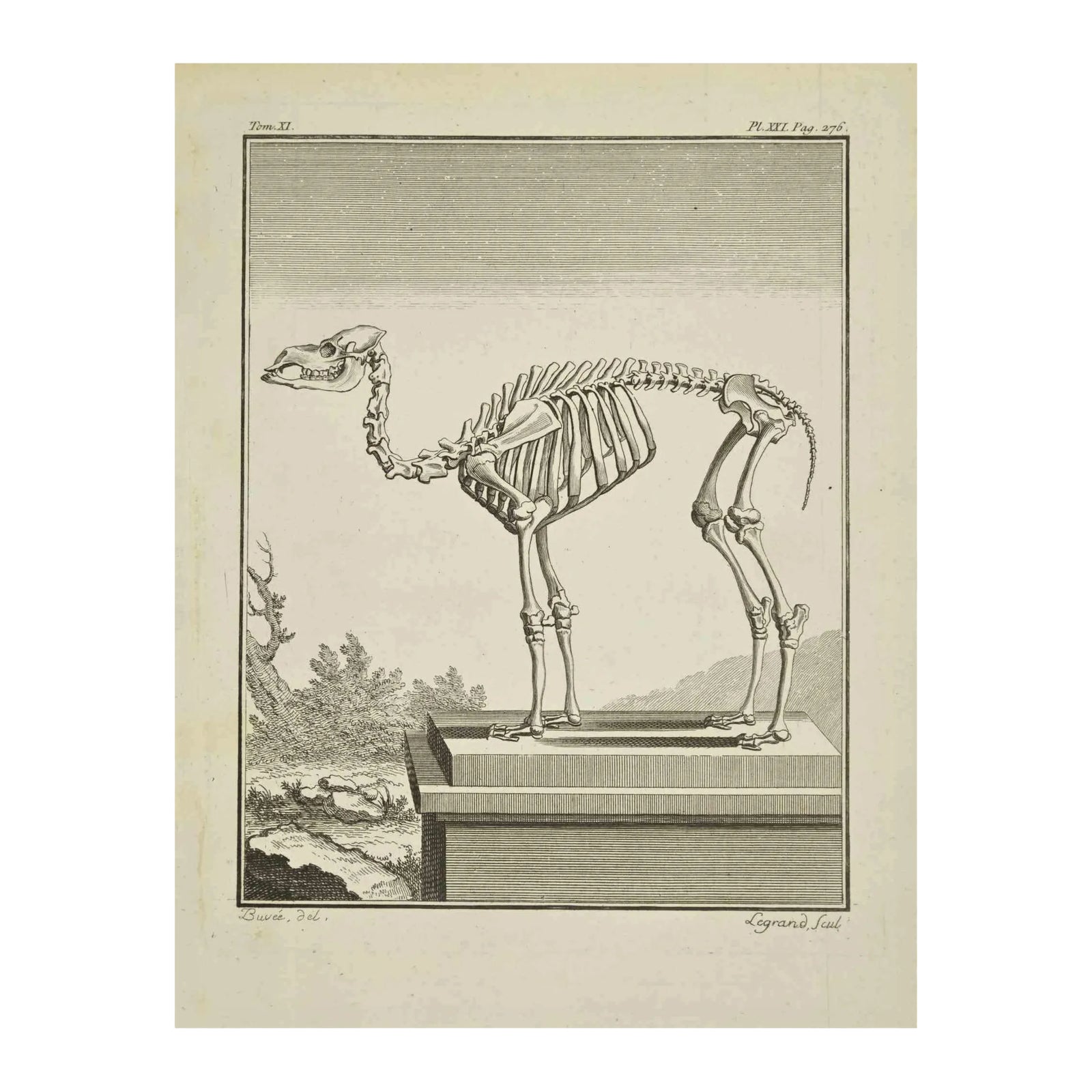 Louis Legrand, The Skeleton, Etching, 1771 | Chairish