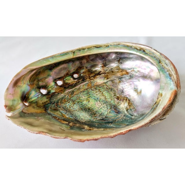 Assorted Large Abalone Shells - Set of 4 | Chairish