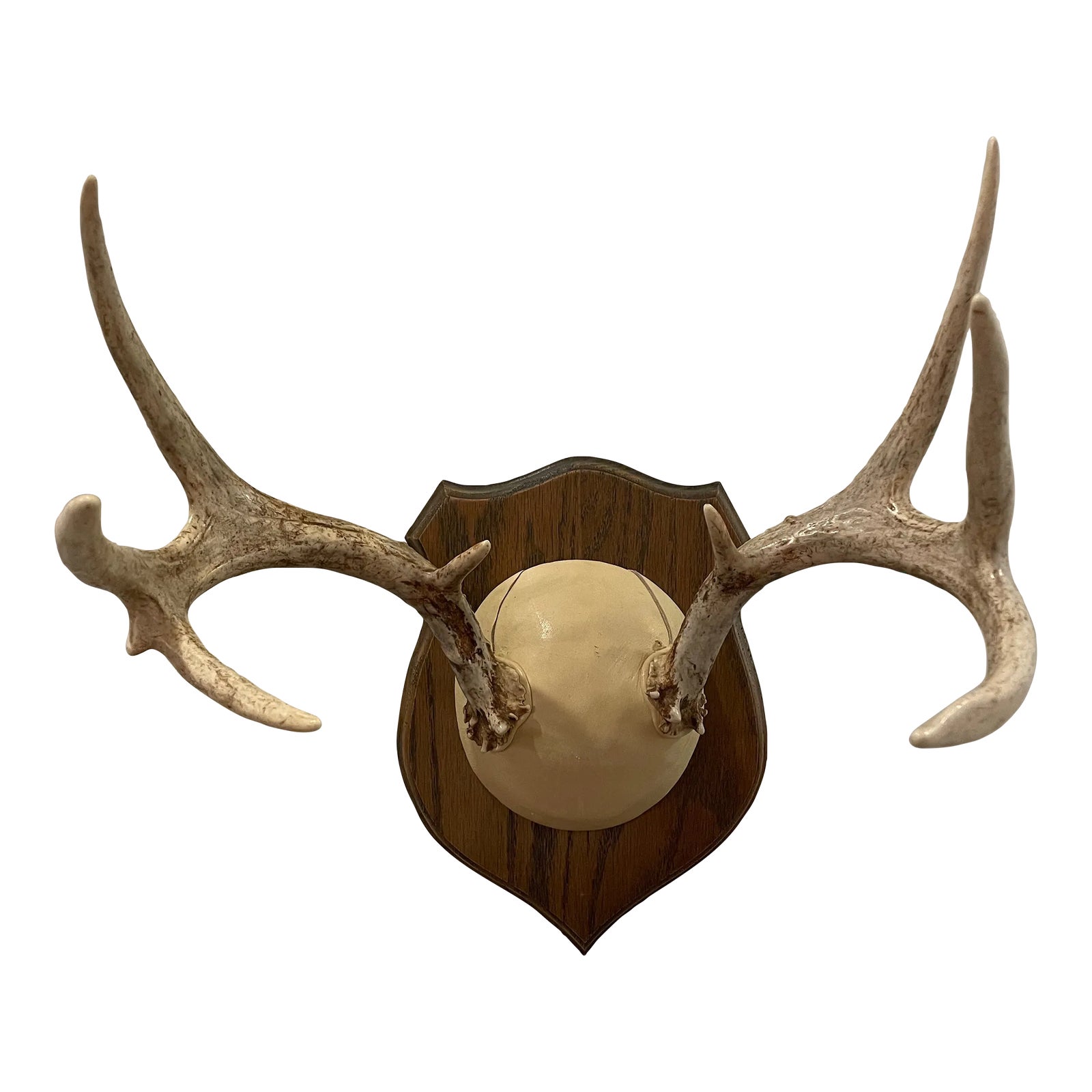 Mid 20th Century 8 Point Deer Antler Mount | Chairish