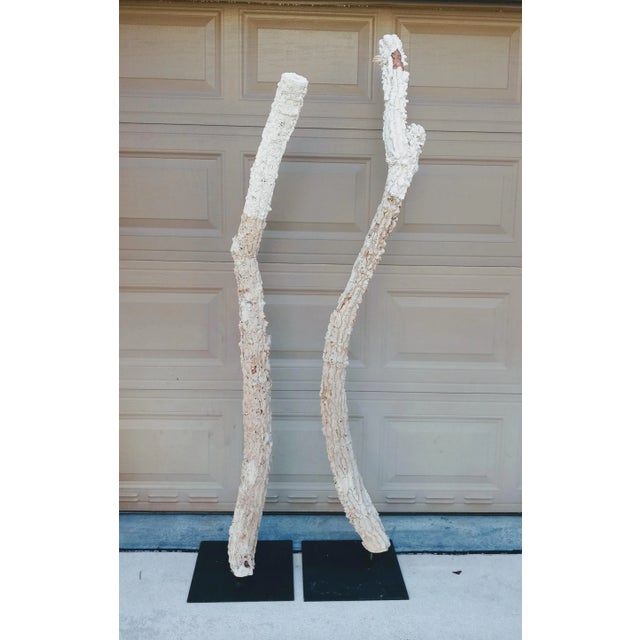 Unique Extra Tall Organic Coastal Tree Limb Branch Sculptures Art ...
