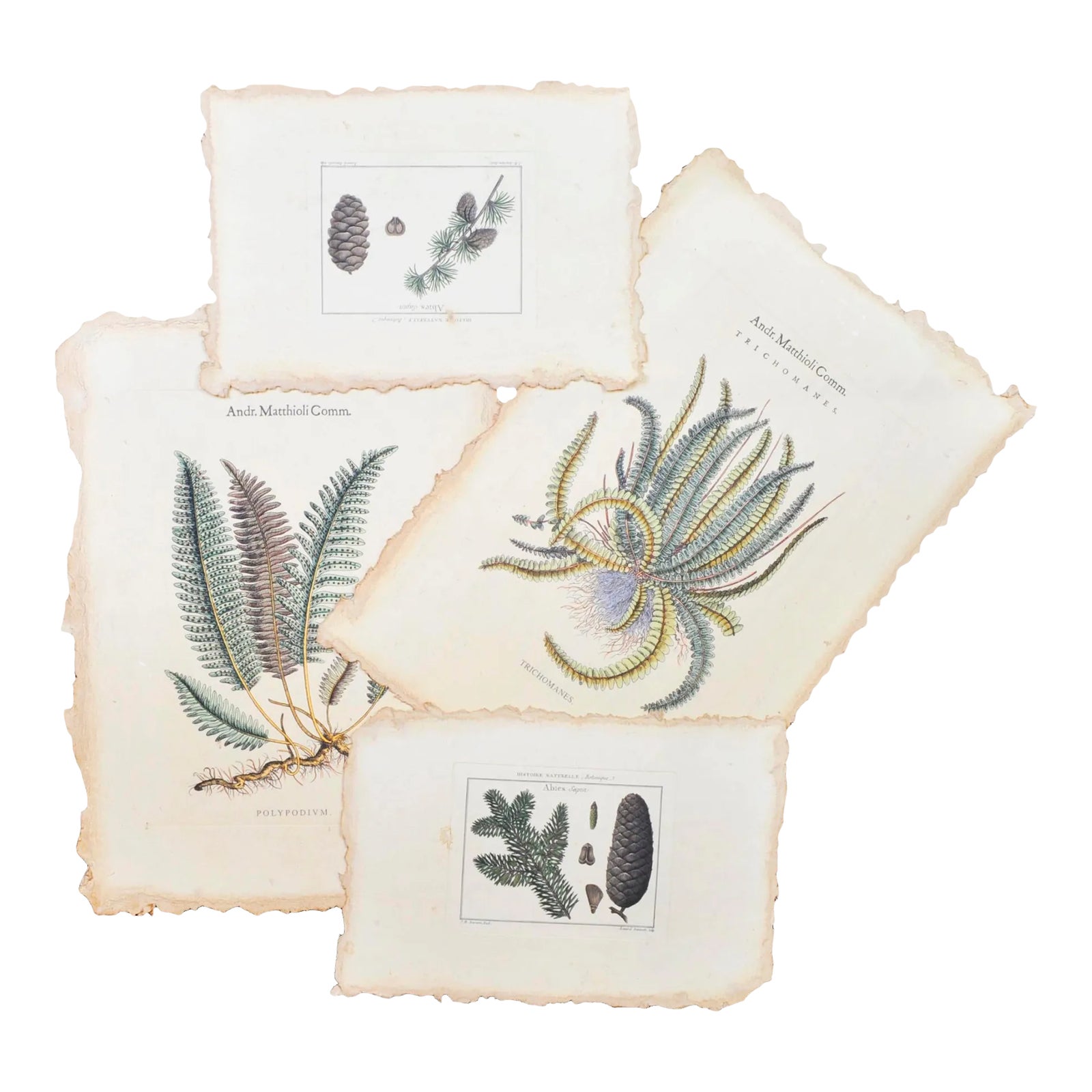 Vintage Set of 4 Hand Painted Botanical Prints | Chairish