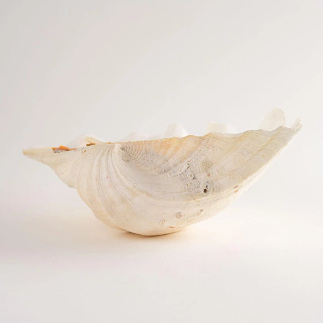 Large Sea Shell Vessel | Chairish