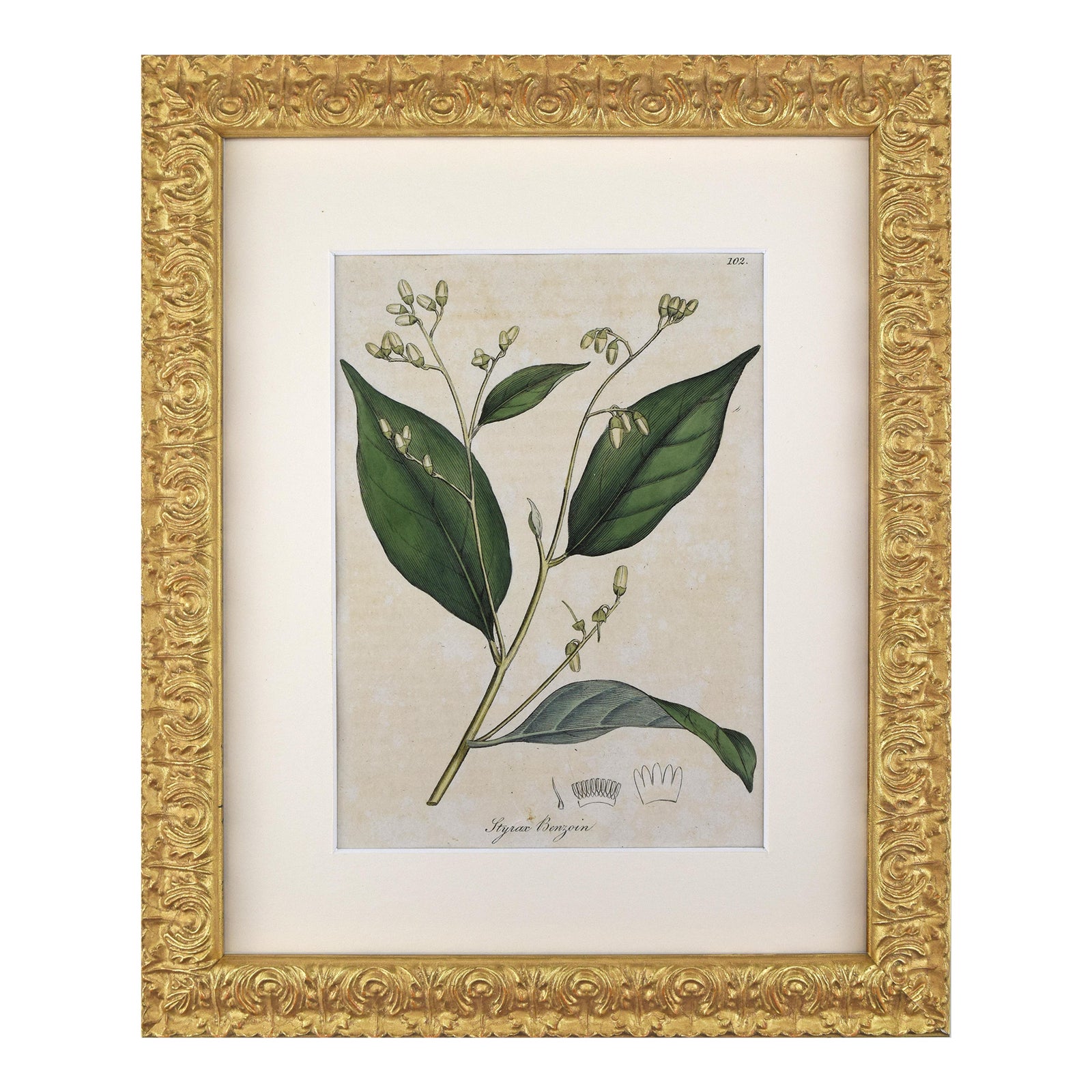 Early 19th Century English Hand Colored Floral Botanical Engraving of ...