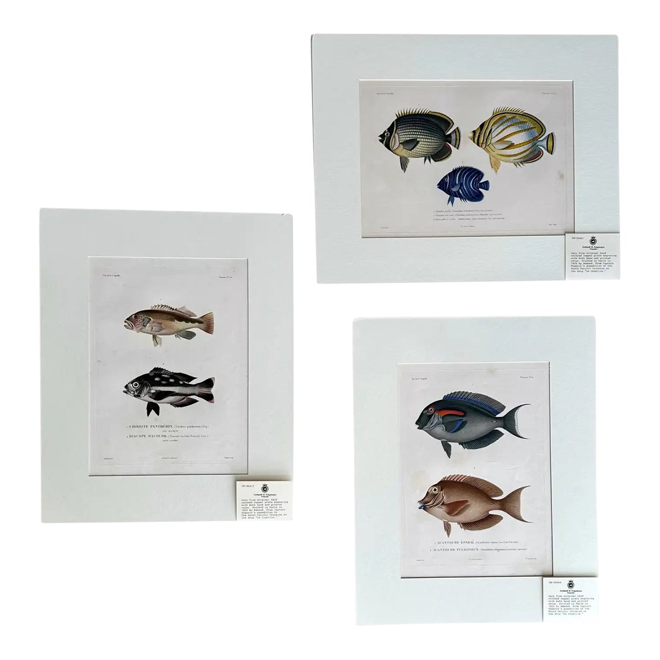 Set 3 Hand-Colored Engraving - Captain Duperry "Voyage De La Coquille ...