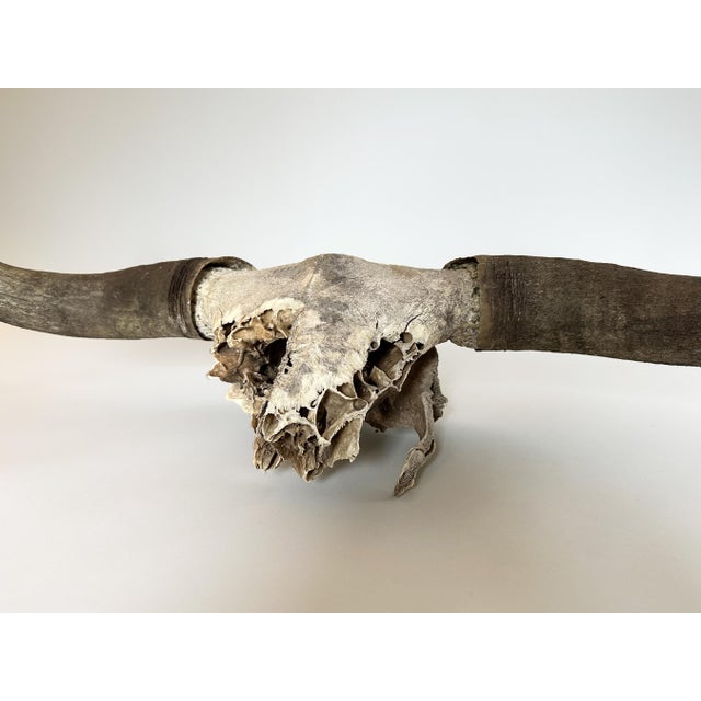 1900s Longhorn Horns Bull Horns Primitive Steer Skull Southwest Décor ...