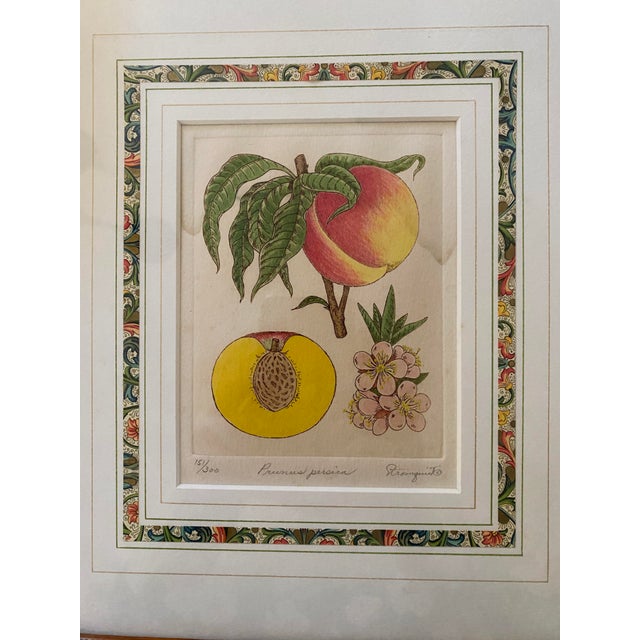 Framed Anne Stromquist Botanical Etching, Peach | Chairish