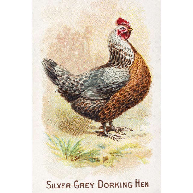 Farmhouse Hen Print Set - 24" X 36" Set of Two | Chairish