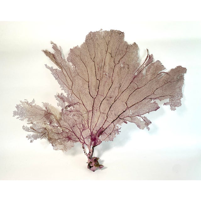 Giant Natural Caribbean Sea Fan | Chairish