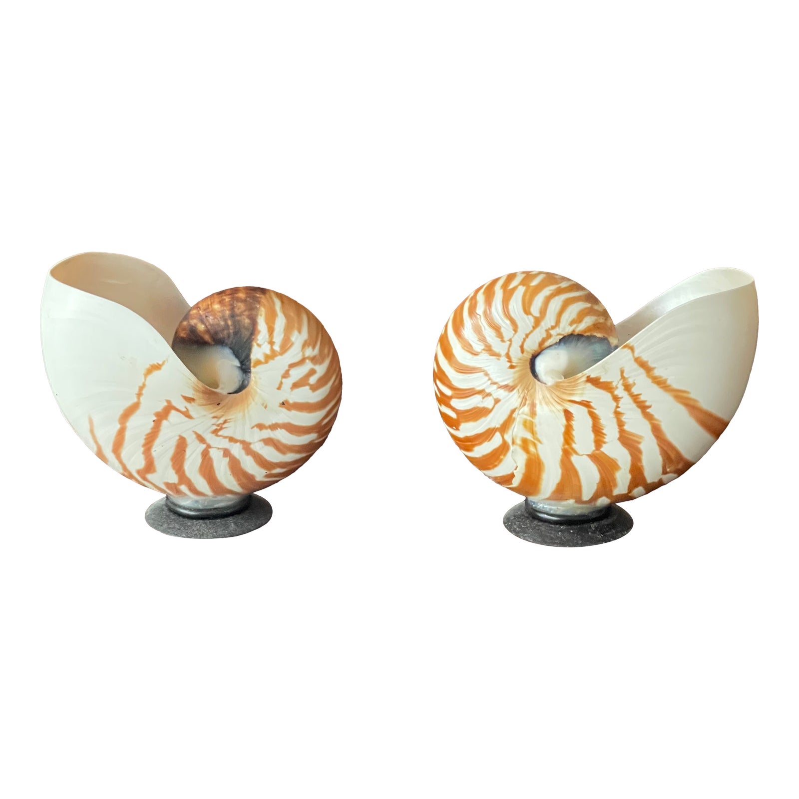 Mid Century Nautilus Sea Shells on Stands | Chairish