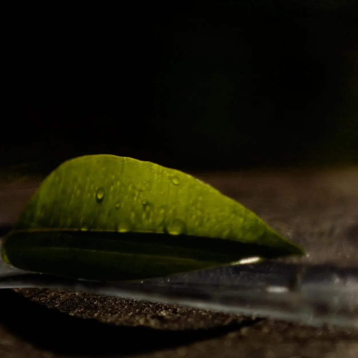 "Natura2" Contemporary Original Botanical Still Life Photograph by ...