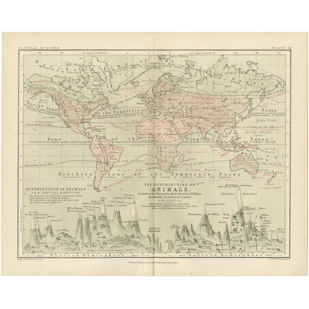Distribution Map of Fauna by Climate Zones by A. K. Johnston, 1852 ...