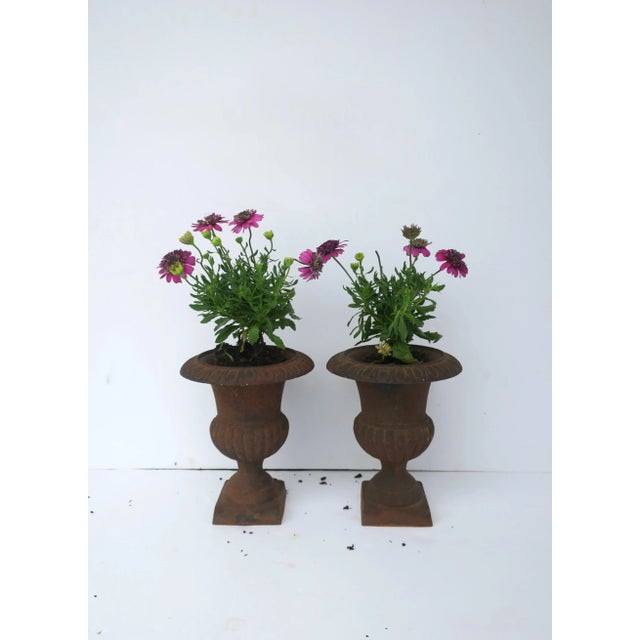 Neoclassical Iron Urns Flower or Plant Planters Jardinières, Pair ...