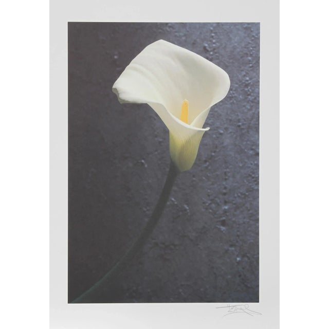 Harvey Edwards, Solo Flower, Offset Lithograph | Chairish