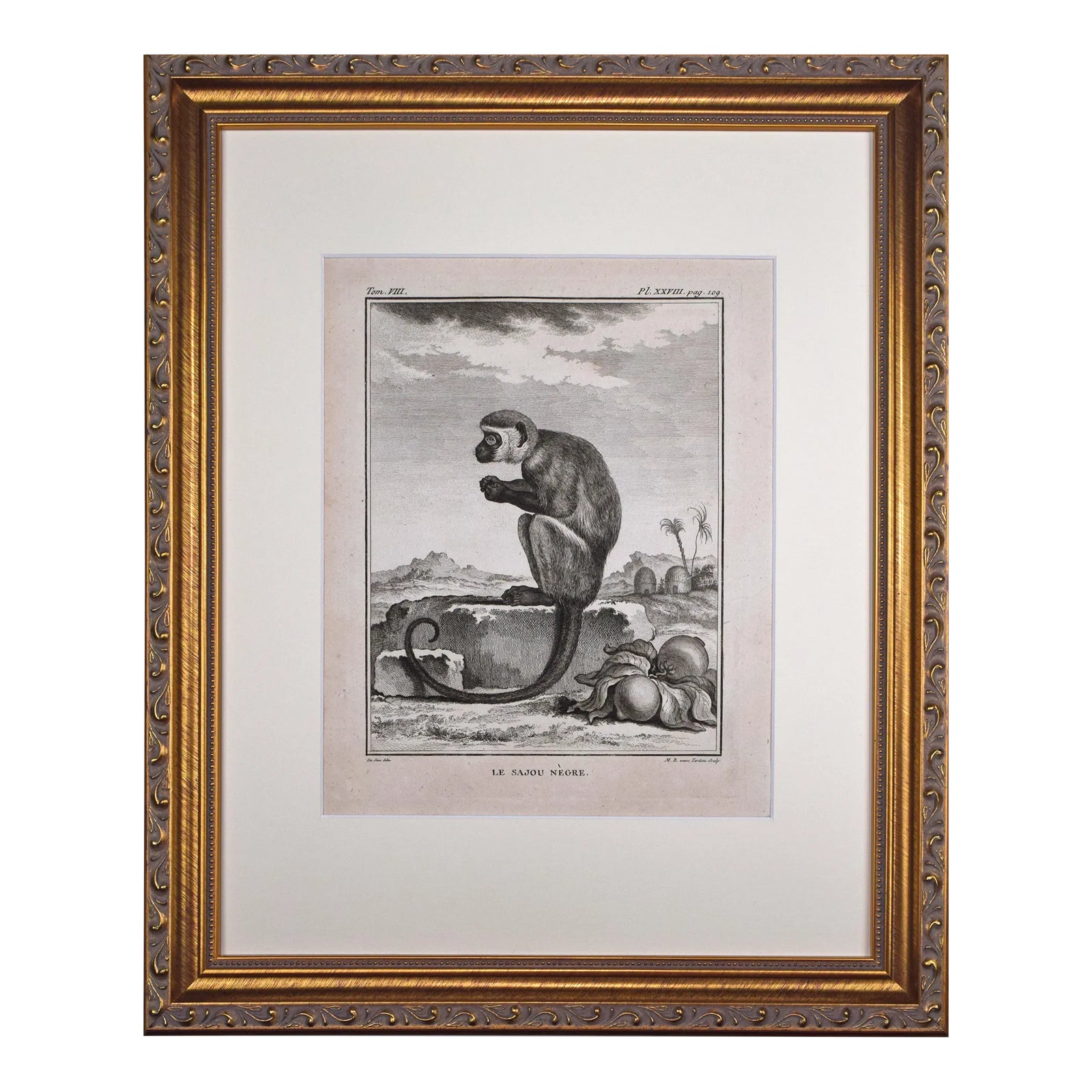 18th Century Original French Monkey Engraving by Buffon 1789 | Chairish