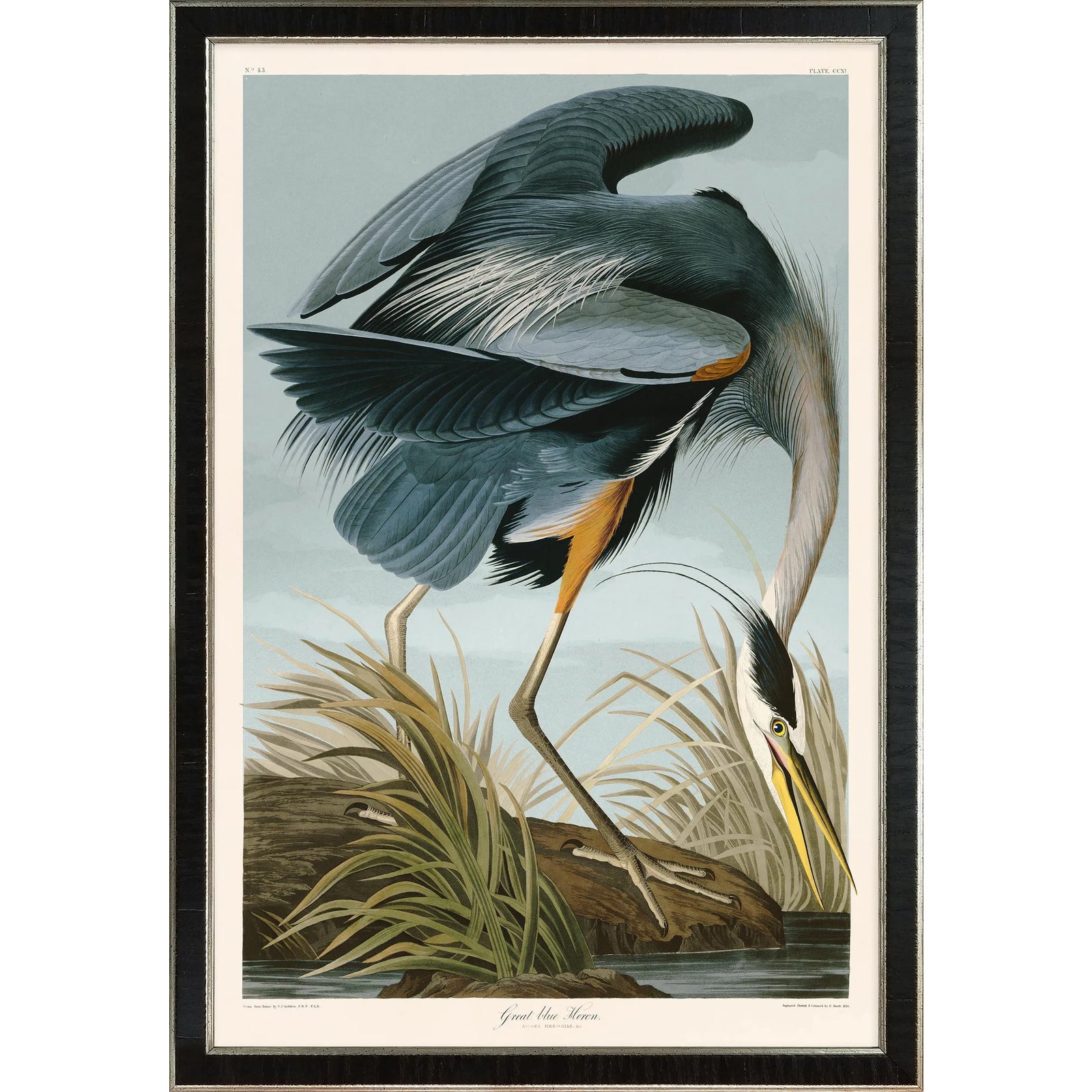 Great Blue Heron Print in Black Veneer With Silver Edge Moulding, After ...