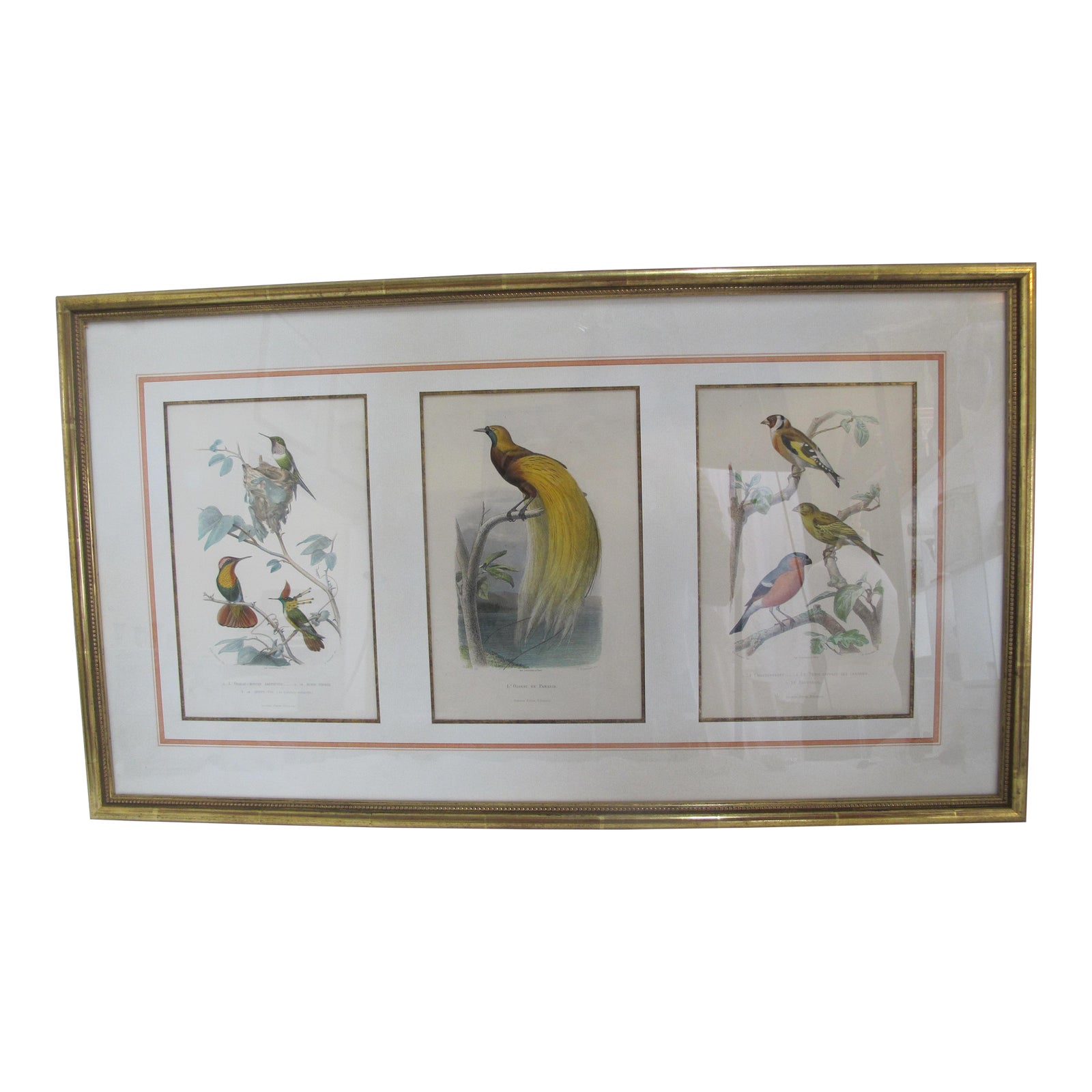 Garnier Freres 1879 Fournier Framed Hand Colored Trio Bird Engraving ...