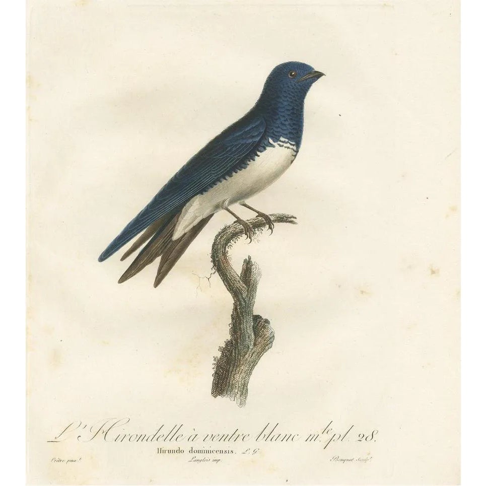 After Pretre, Large Bird Illustration of a White Bellied Caribbean ...