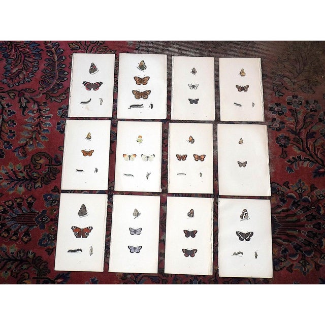 Antique 19th Century Hand Colored Butterfly Lithographs - Set of 12 ...