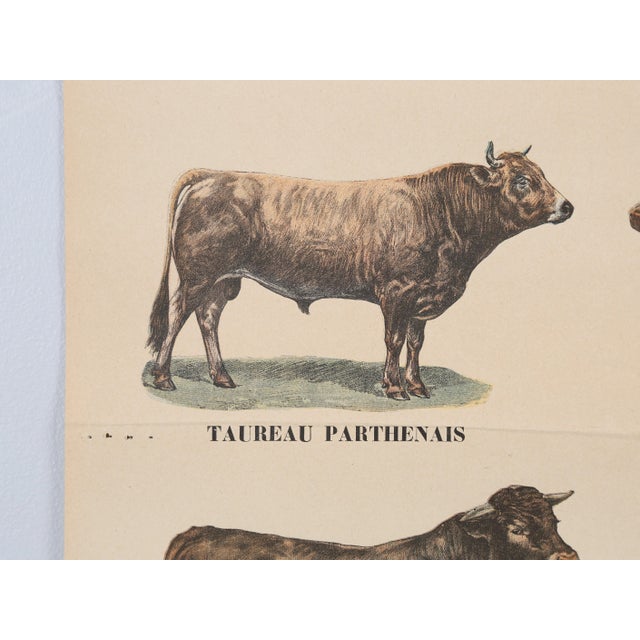 Old French Poster of Farm Animals Great for Country French Kitchen From ...