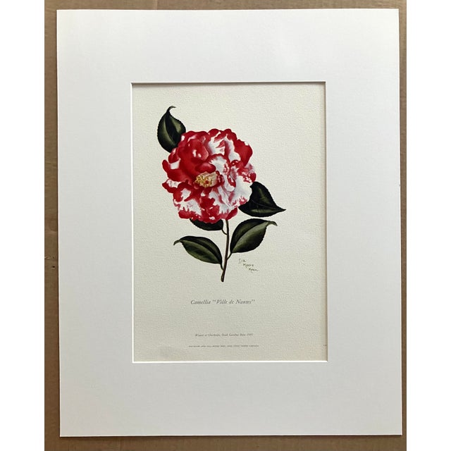 Vintage Lila Moore Keen "Camellia Ville De Nantes" Print in 16x20 Mat ...