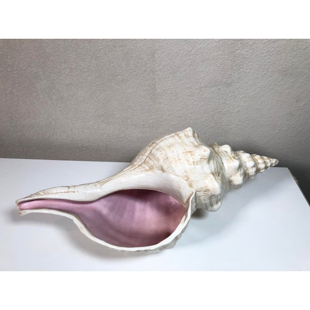 Vintage Decorative Conch Shell | Chairish