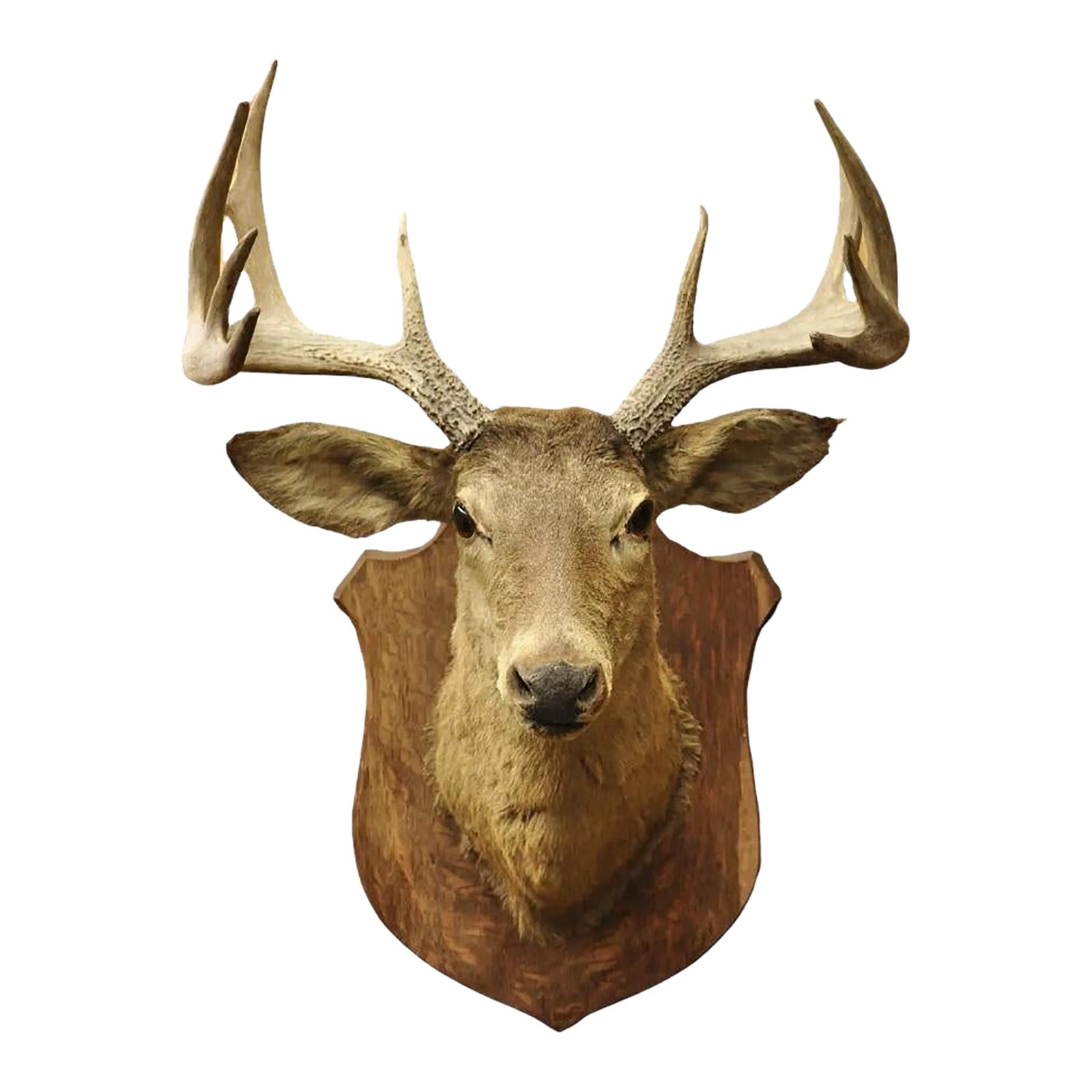 Vintage Red Deer Shoulder Mount Antler Horn Rack Taxidermy Cabin Wall ...
