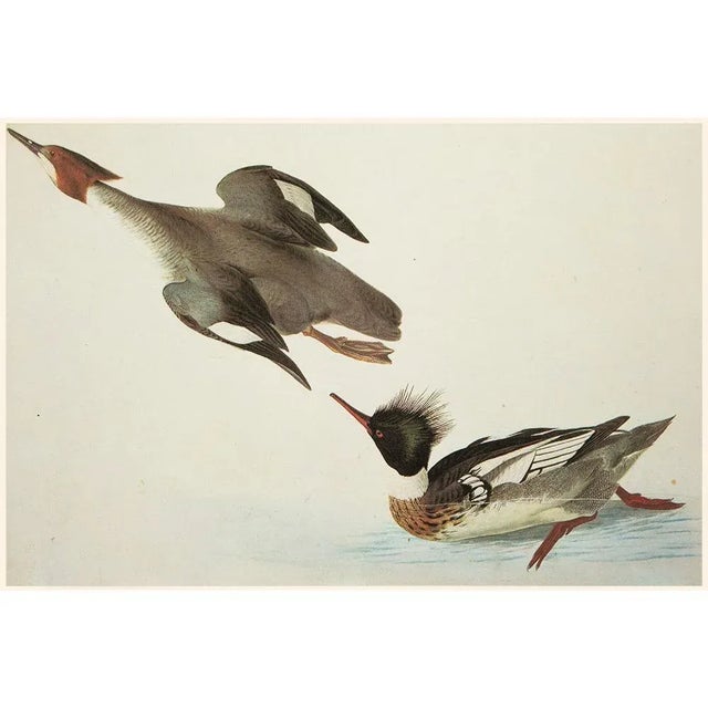 Red-Breasted Merganser and Goosander After Audubon, 1966 Cottage Print ...