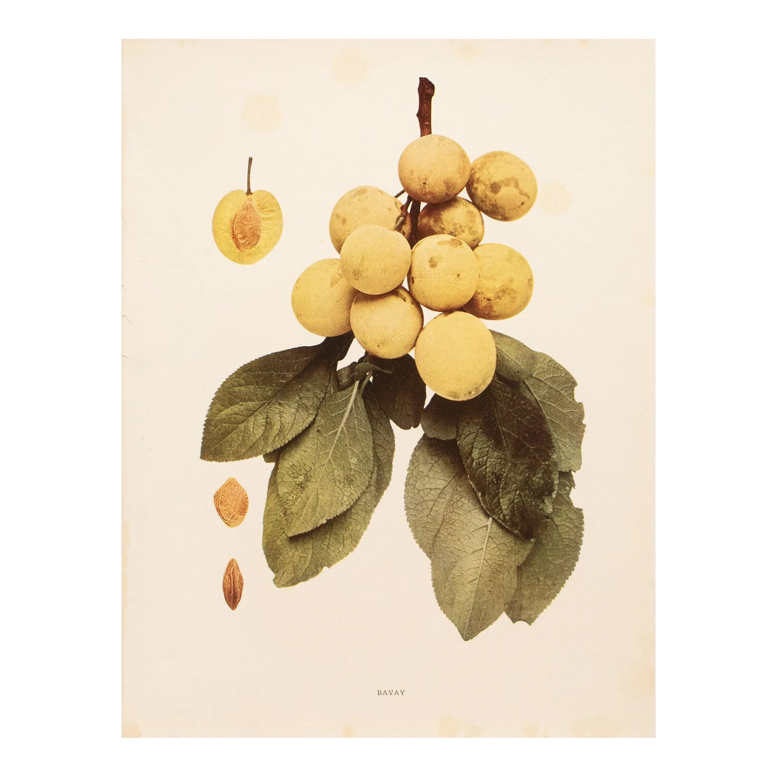 1900s U. P. Hedrick, Original Antique Photogravure of Bavay Plums ...
