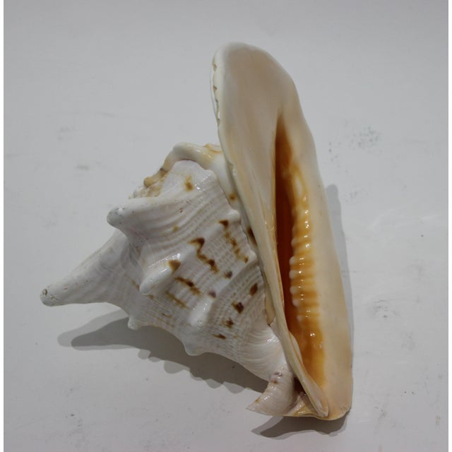 Specimen Vintage Queen Helmet Conch Natural Shell (Cassis Cornuta ...