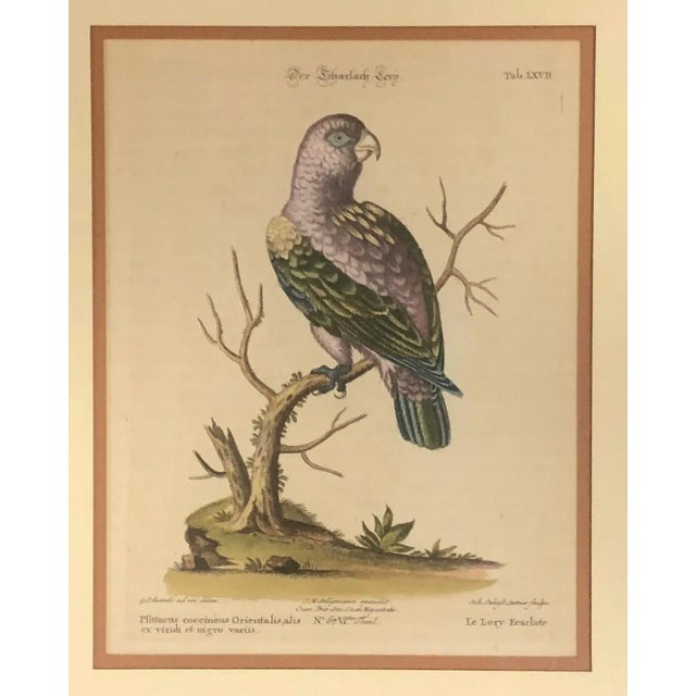 Hand Tinted German Engraving of a Bird | Chairish