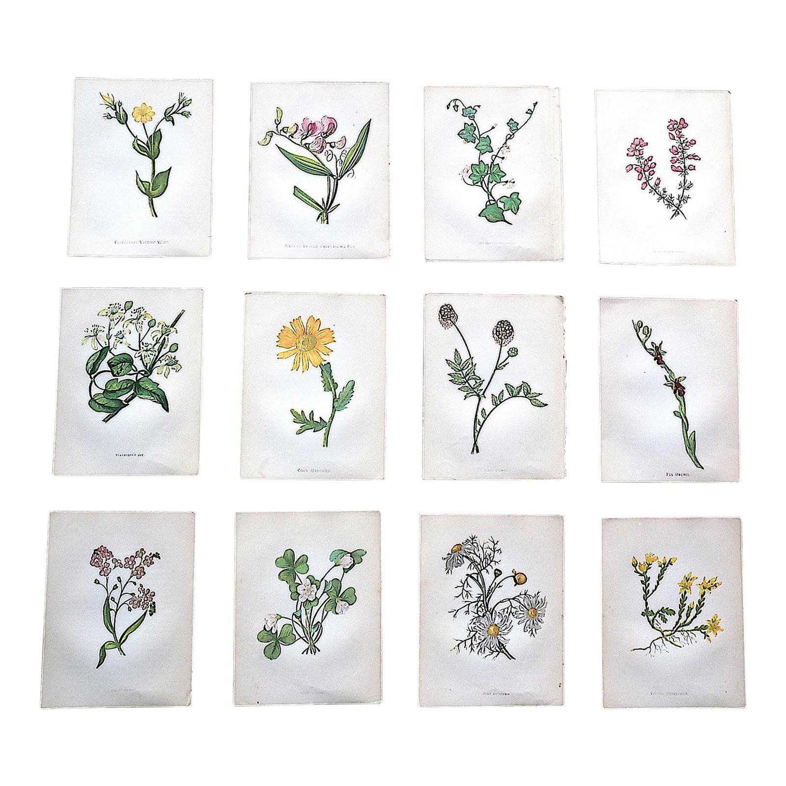 Antique 19th Century Anne Pratt Botanical Chromolithographs - Set of 12 ...
