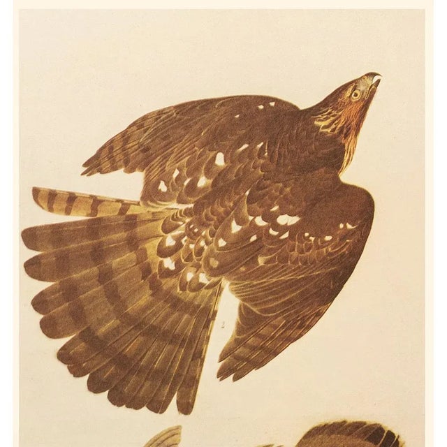 1966 Stanley Hawk After John James Audubon, Cottage Style Print | Chairish