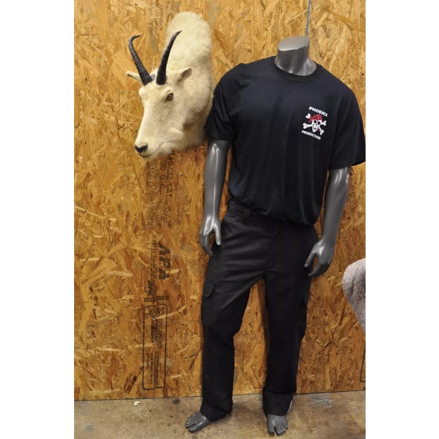 Vintage Taxidermy White Mountain Goat Head Shoulder Mount Horns | Chairish