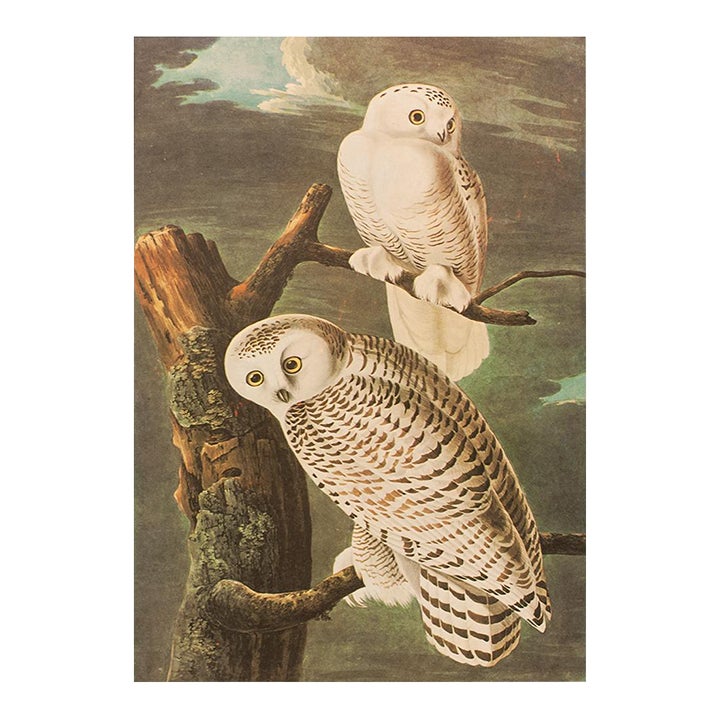 1966 Snowy Owl, Cottage Print After Audubon | Chairish