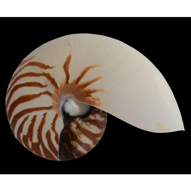 1990s Natural Polished Tiger Stripe Sliced Half Nautilus Chambered ...