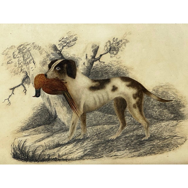 Early Victorian Hunting Painting Pointer Gun Dog Carrying Grouse Bird ...