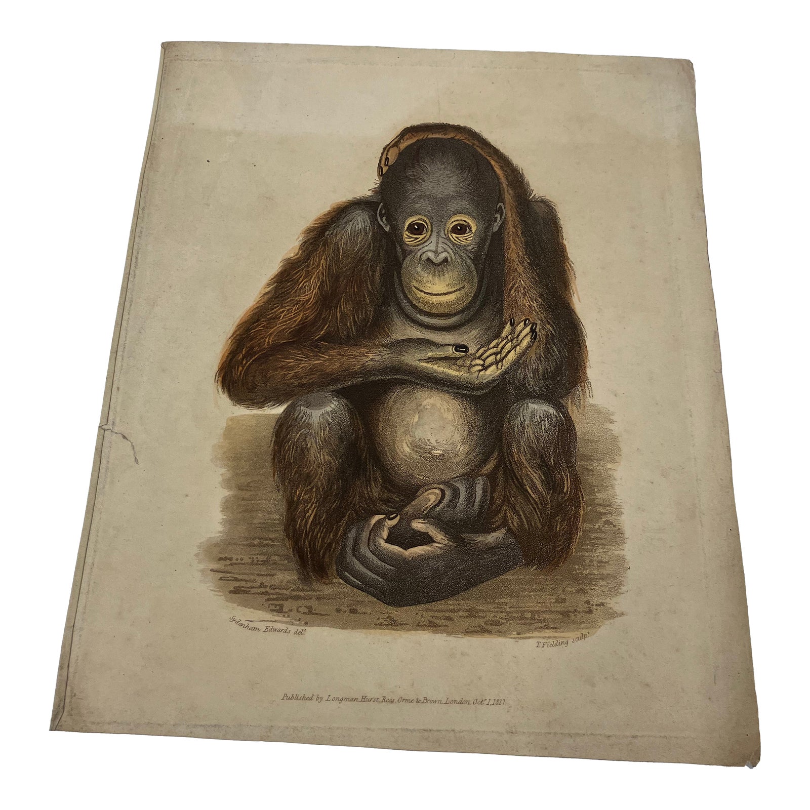Early 19th Century Antique English Chimp Print | Chairish